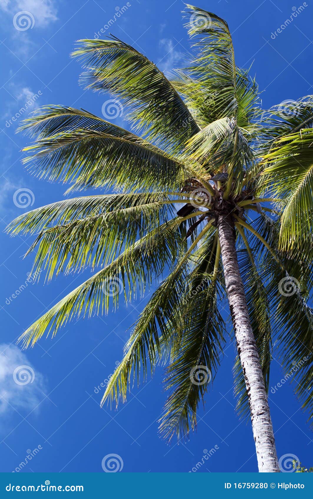 Palm Tree stock photo. Image of cloudy, cerulean, palm - 16759280