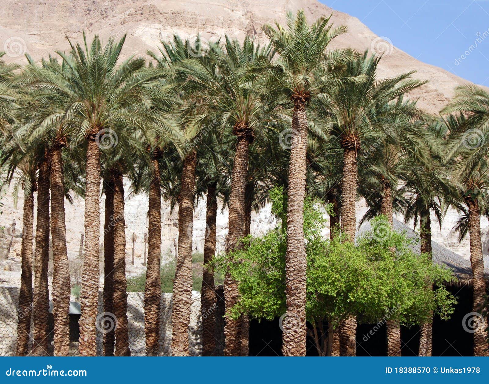 Palm tree stock photo. Image of summer, israel, nature - 18388570