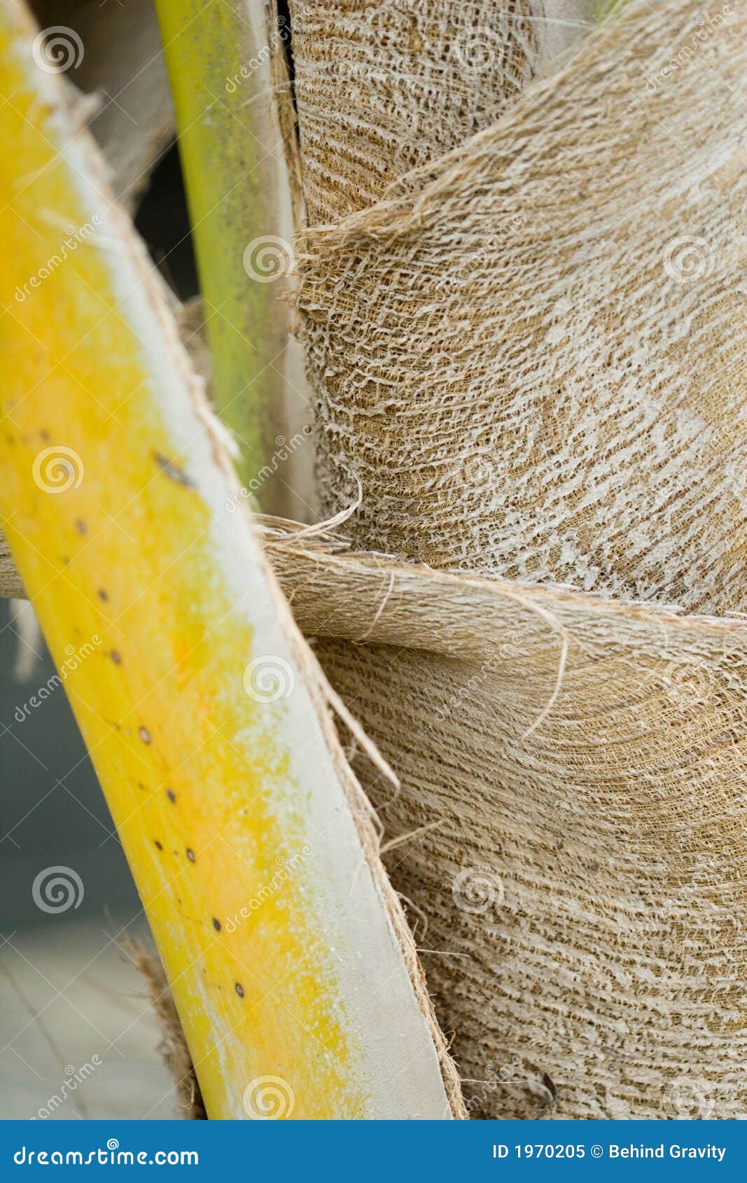 Palm tree stock image. Image of weathered, abstract, split - 1970205