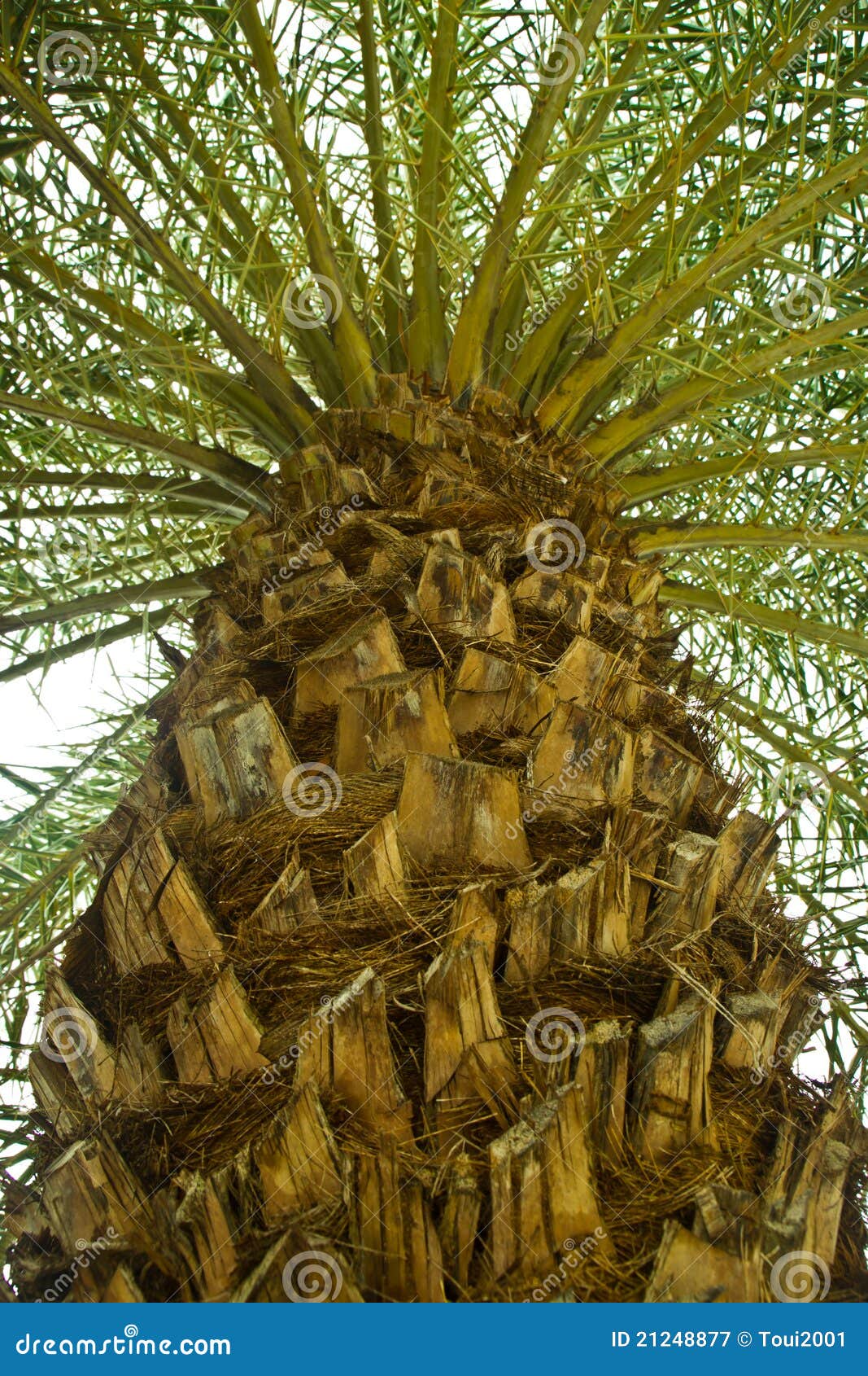 Palm tree stock image. Image of round, coverage, arecales - 21248877
