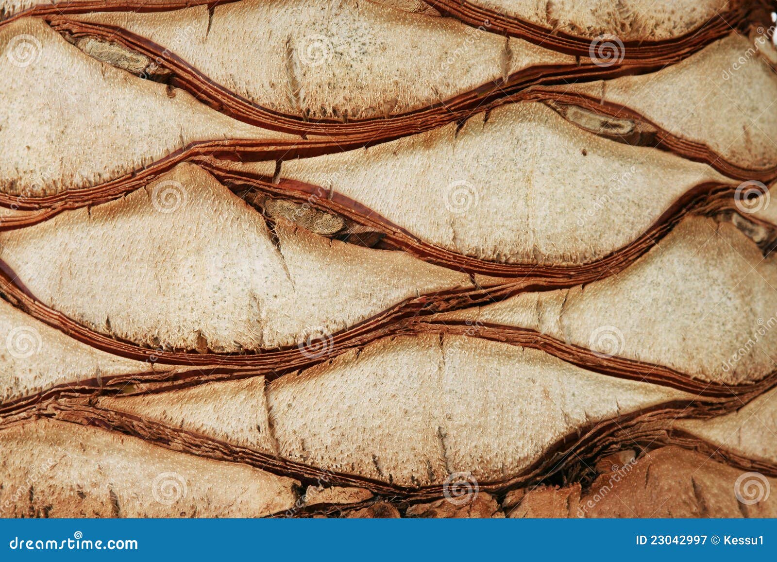 Palm tree stock image. Image of generic, palm, closeup - 23042997