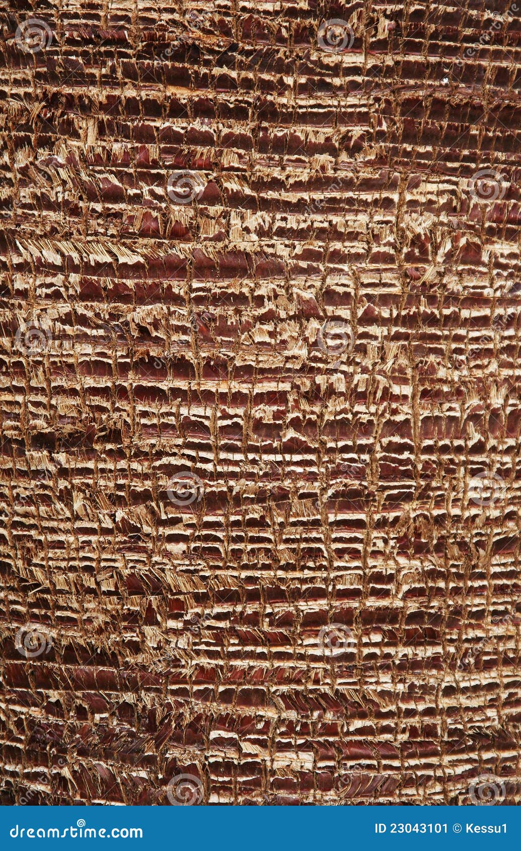 Palm tree stock image. Image of bark, background, forest - 23043101