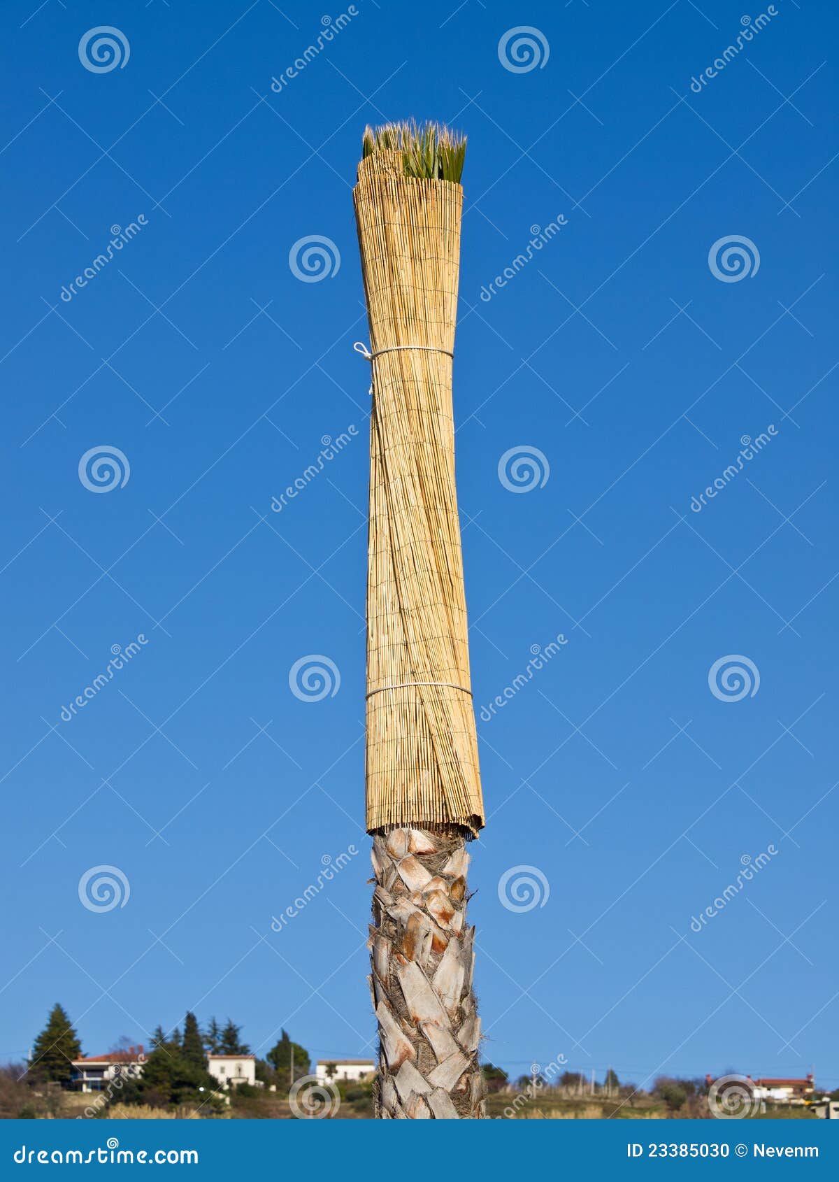 Palm Treee Bark Teeth Royalty-Free Stock Photo | CartoonDealer.com ...