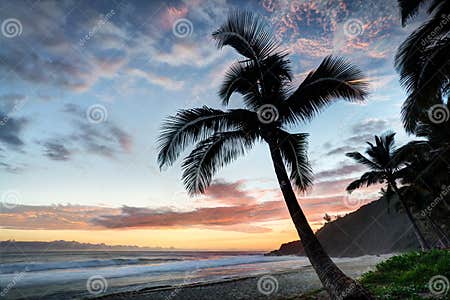 Palm tree stock photo. Image of tree, sundown, tropical - 24512824
