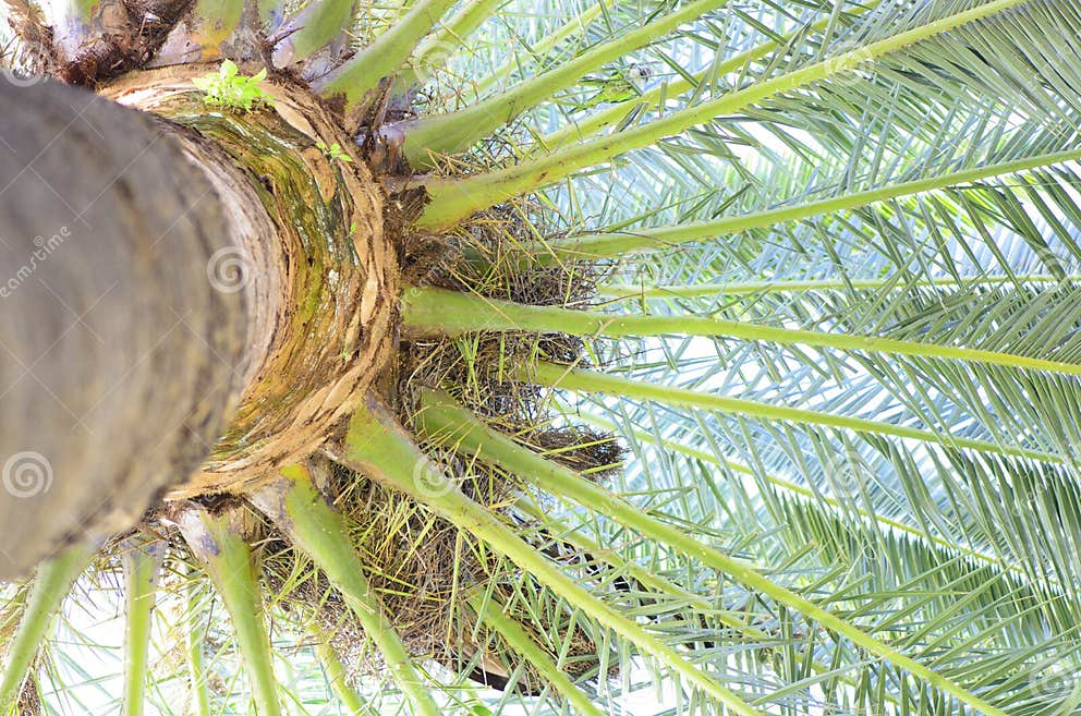 Palm Tree stock image. Image of foliage, bush, growth - 27660899