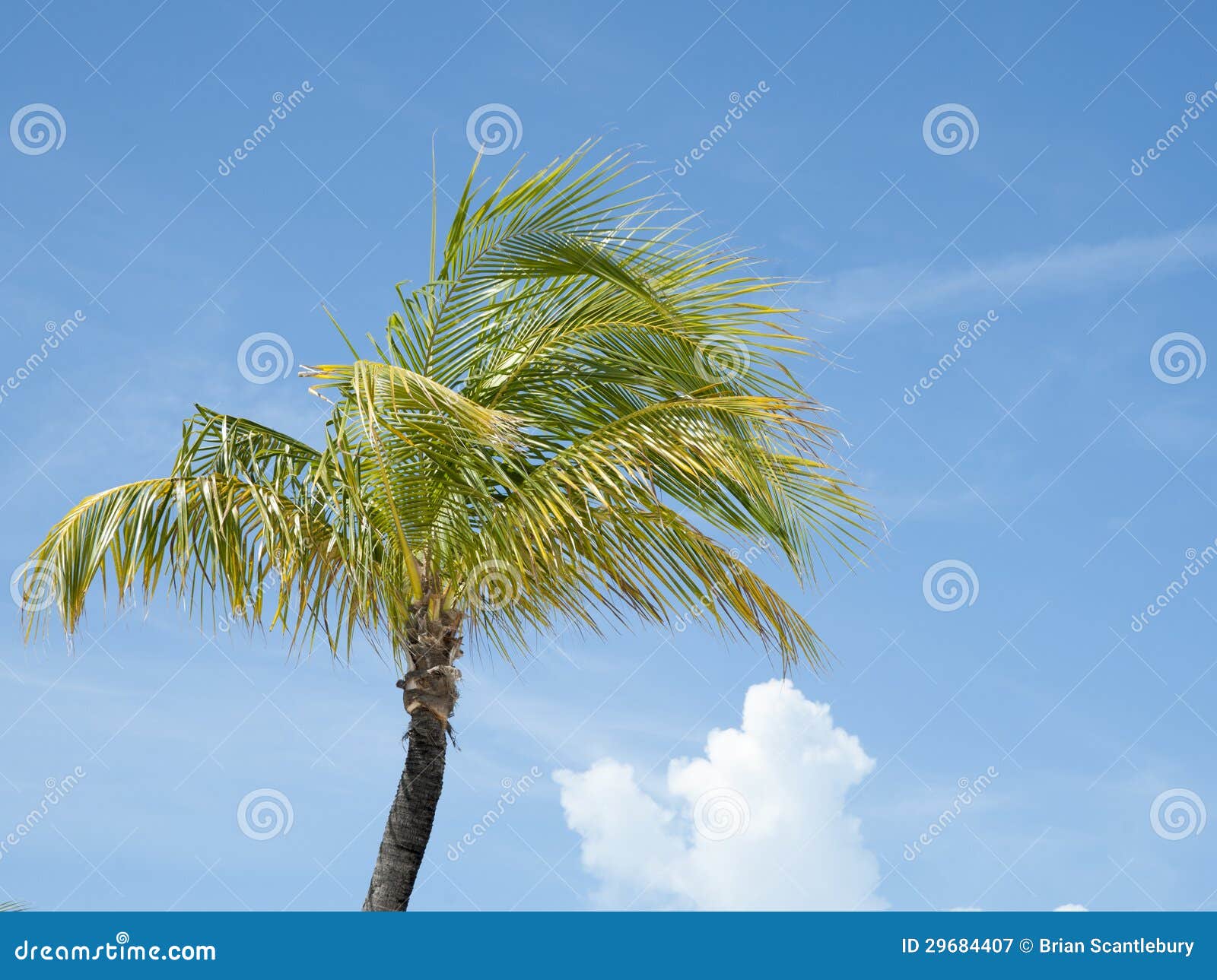 Palm tree. stock image. Image of palmtree, background - 29684407