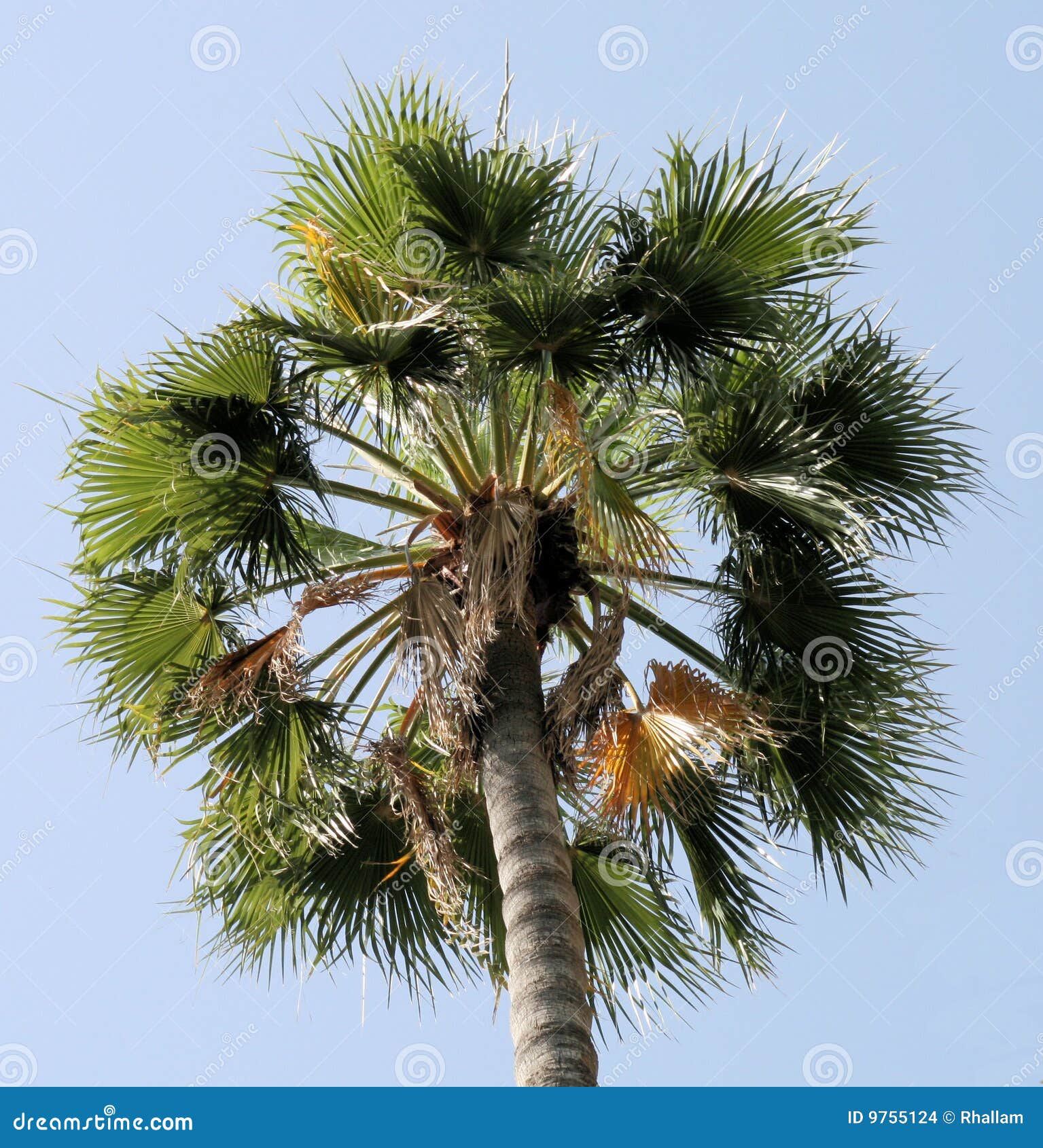 Palm tree 3 stock photo. Image of bark, leaves, trunk - 9755124
