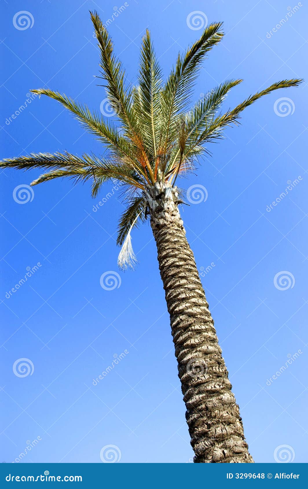 Palm tree stock photo. Image of environment, beautiful - 3299648