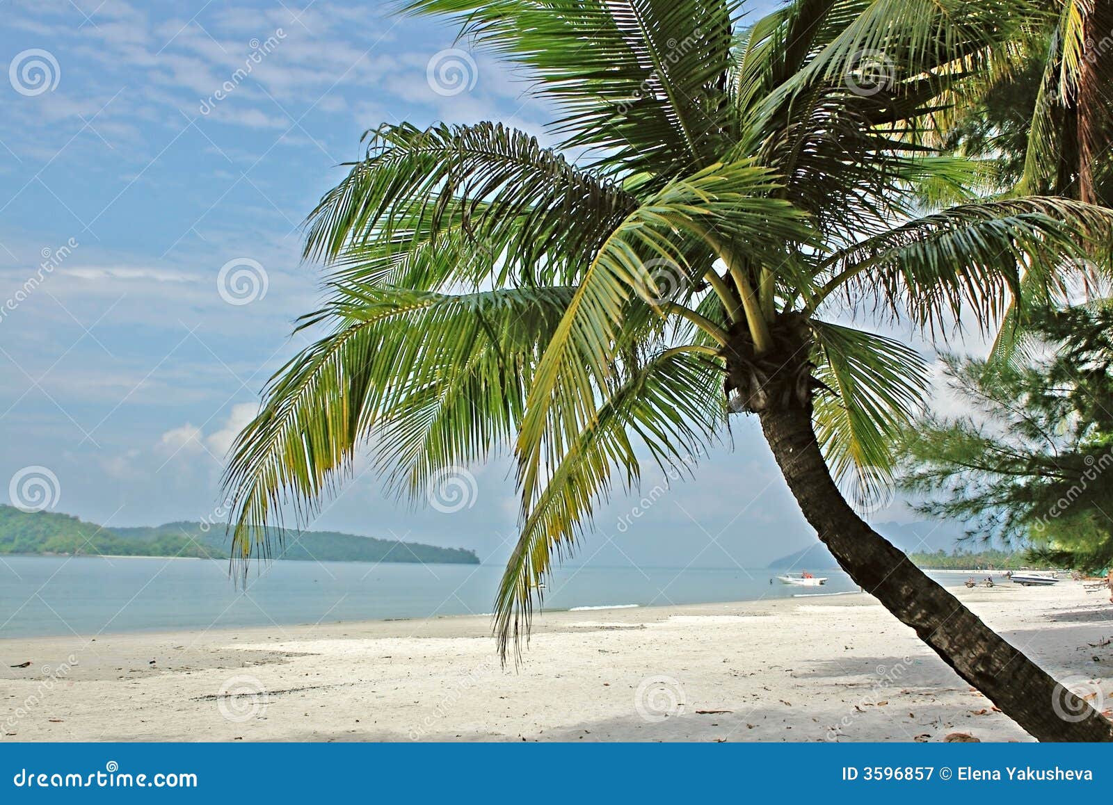 1,163 Beachside Tree Stock Photos - Free & Royalty-Free Stock Photos ...