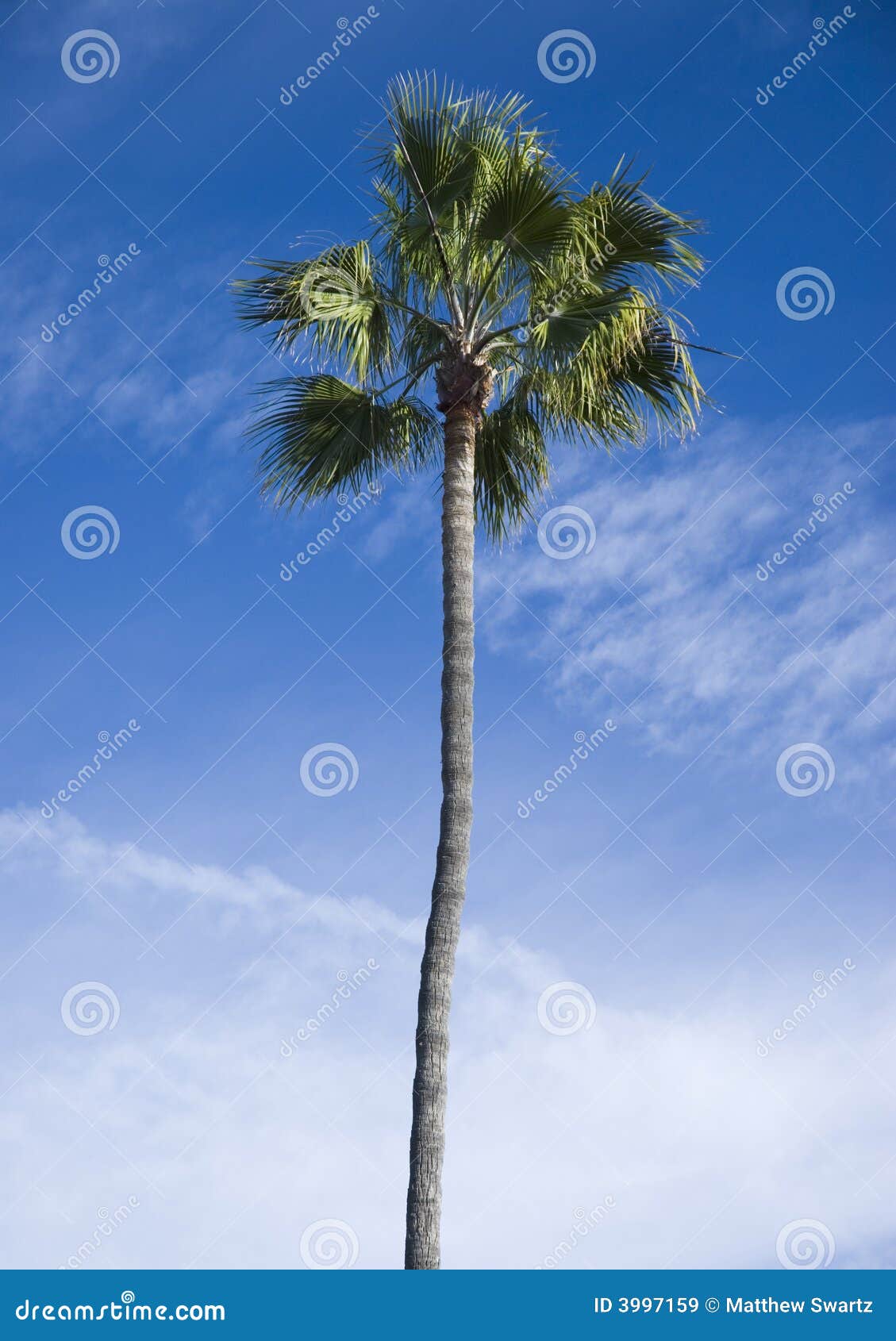 Palm tree stock image. Image of warm, caribbean, sunny - 3997159