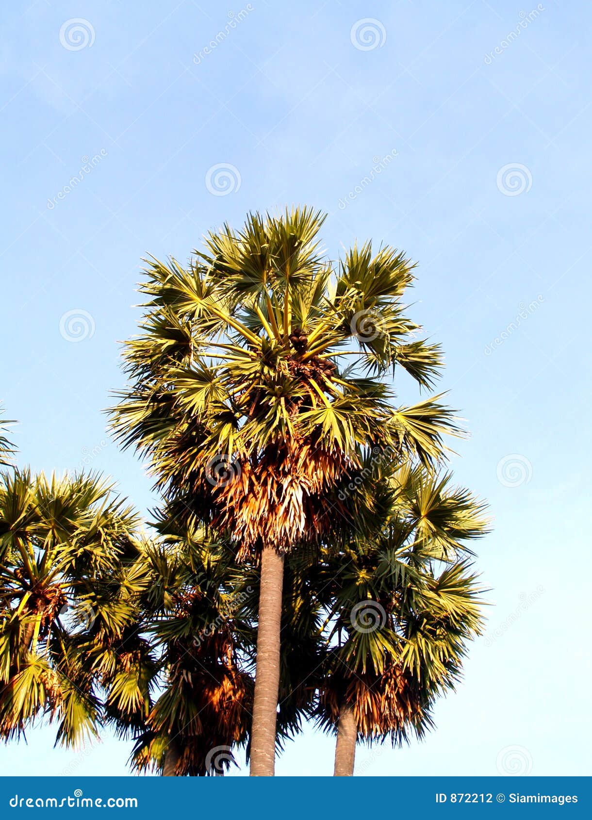 Palm tree 40 stock photo. Image of leaf, yard, plant, zoom - 872212
