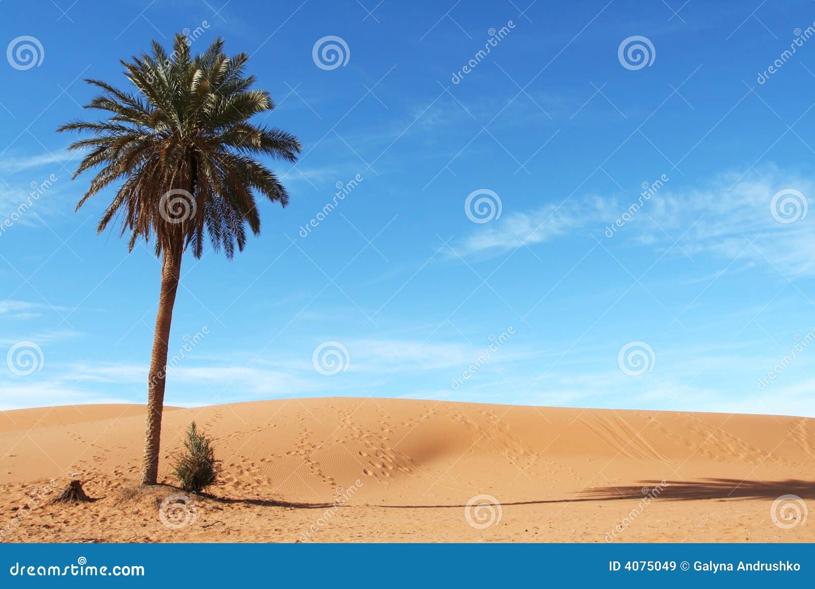 Date Palm Tree In Sahara Desert
