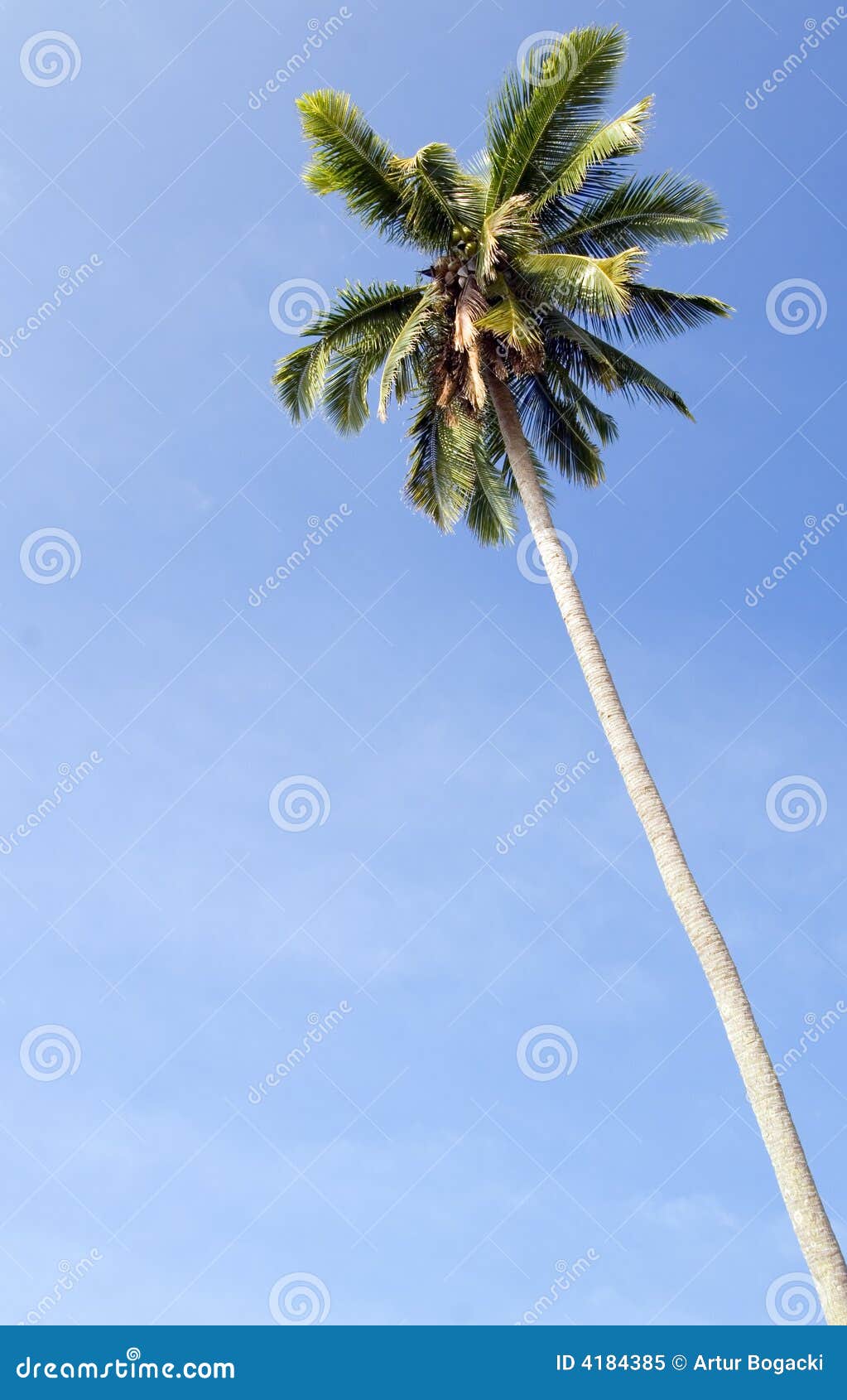 Palm Tree stock image. Image of space, background, copy - 4184385