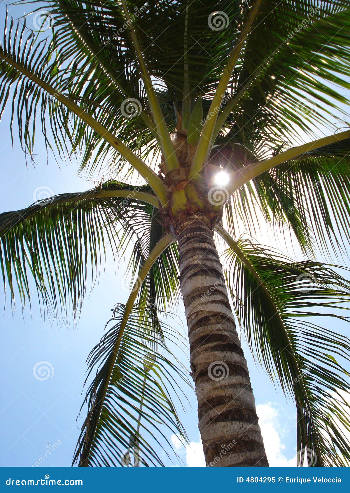 Palm tree stock image. Image of tree, warm, leaves, tropical - 4804295