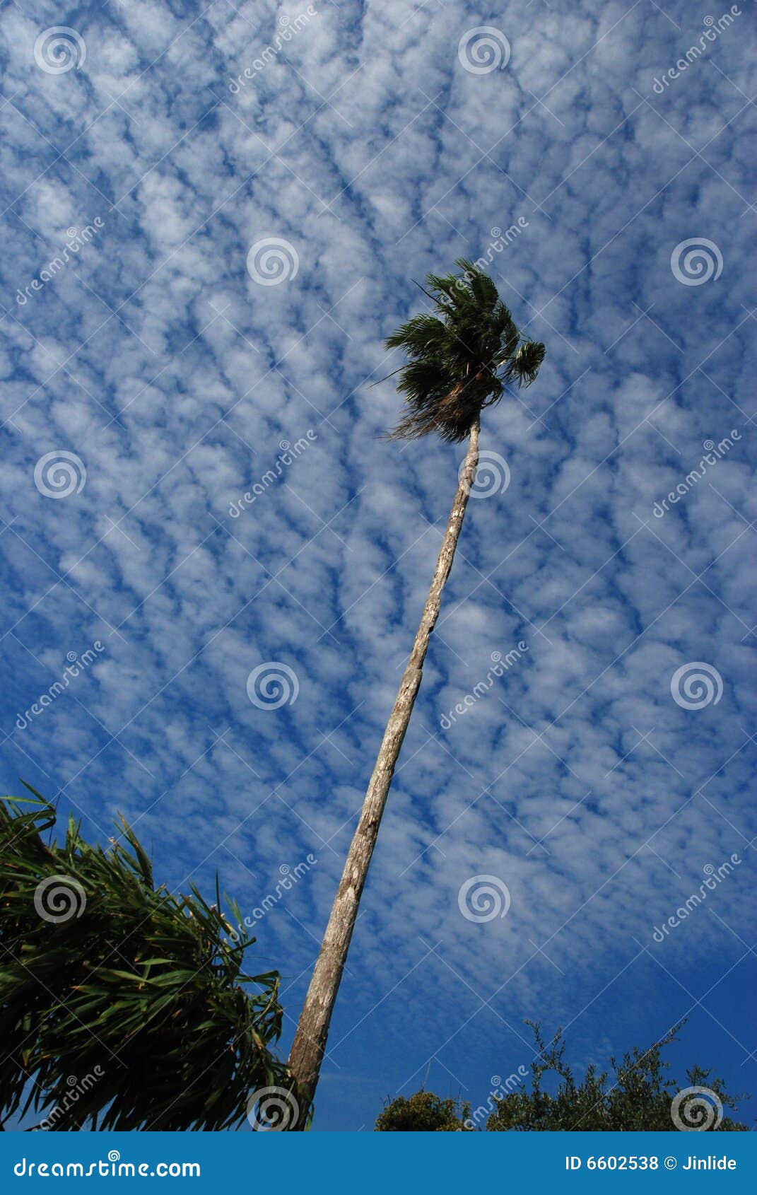 Palm tree stock photo. Image of treetop, straight, view - 6602538