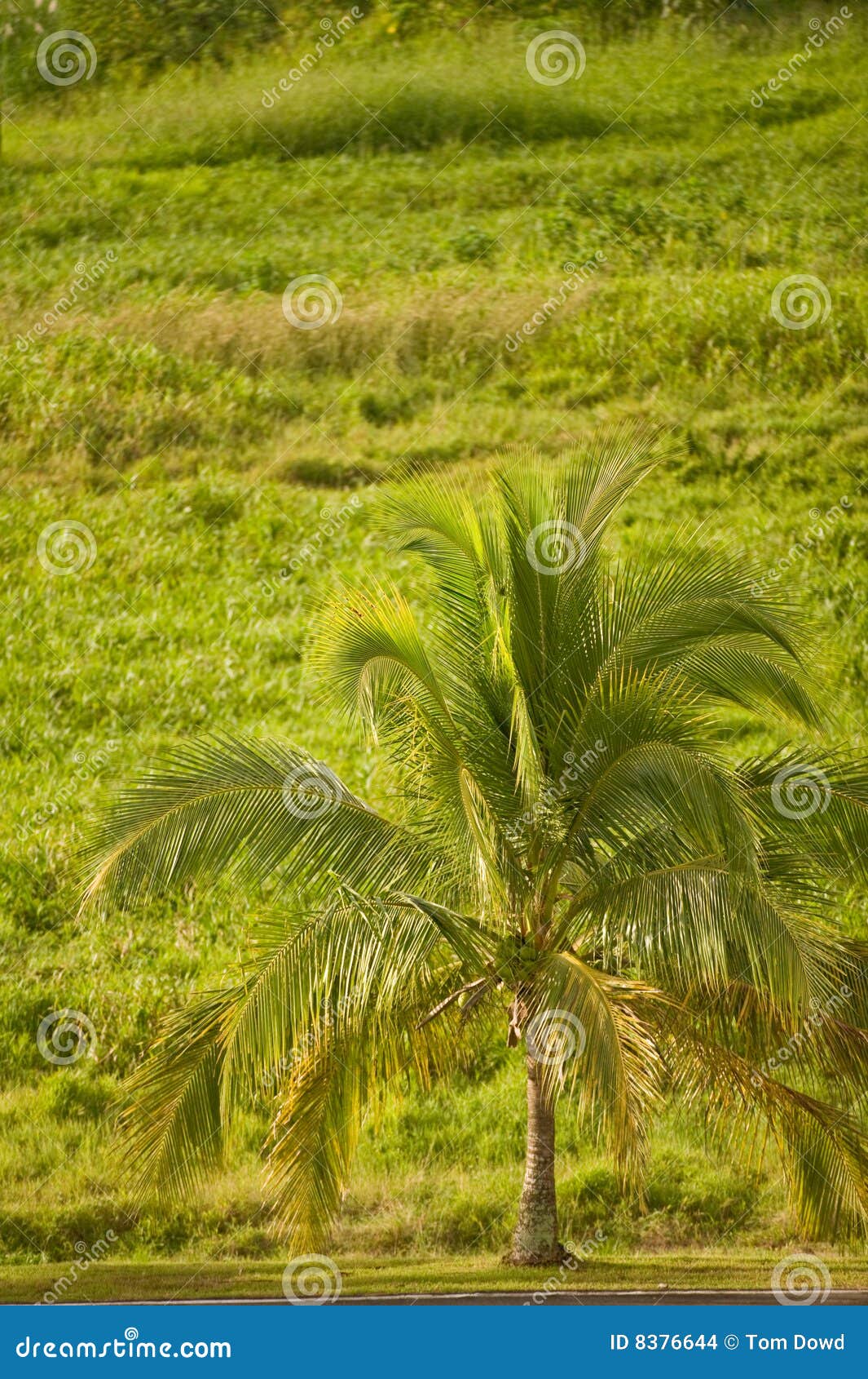 Palm tree stock photo. Image of foliage, countryside, arecales - 8376644