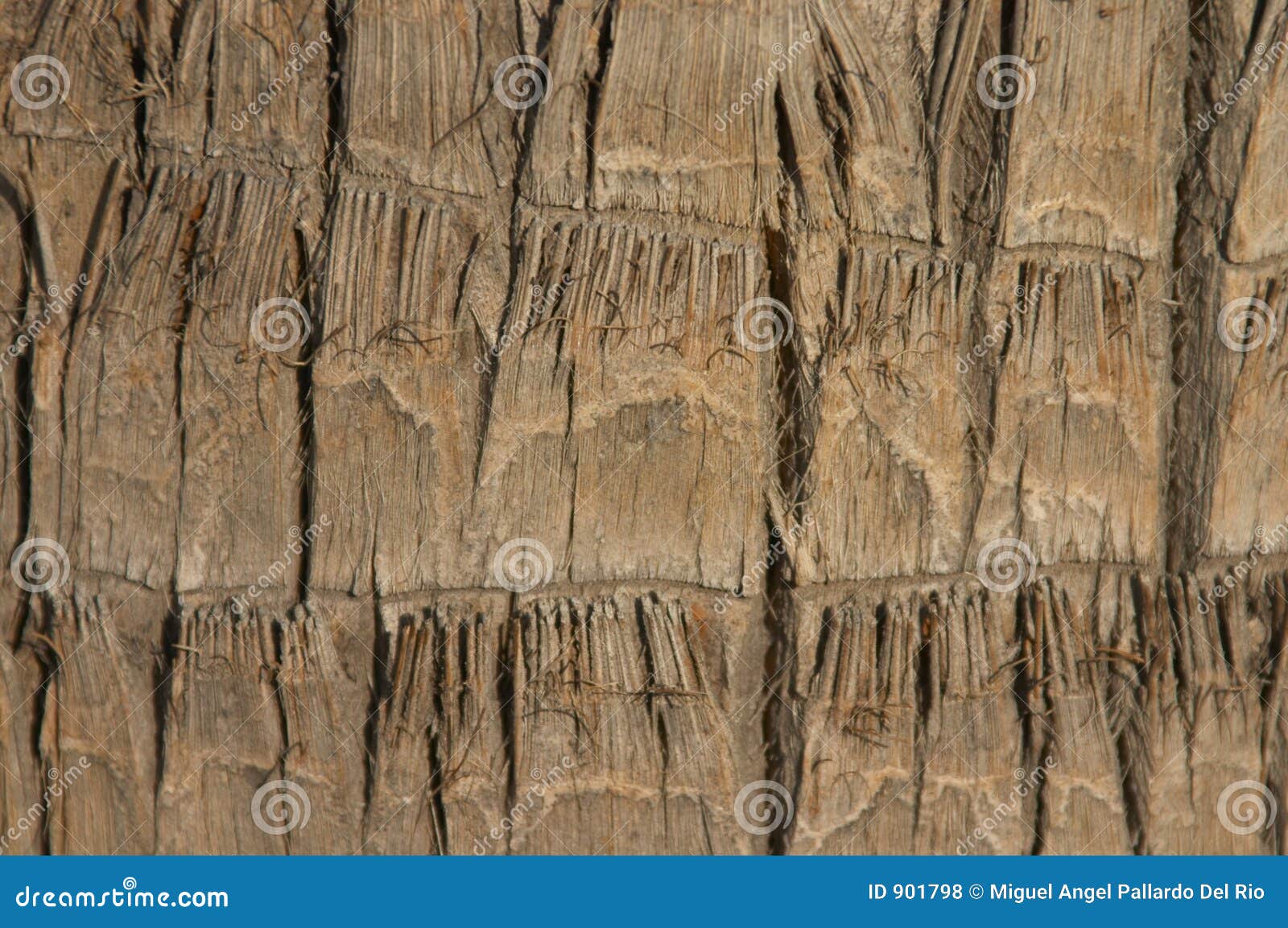 Palm tree stock photo. Image of texture, trunk, wood, cross - 901798