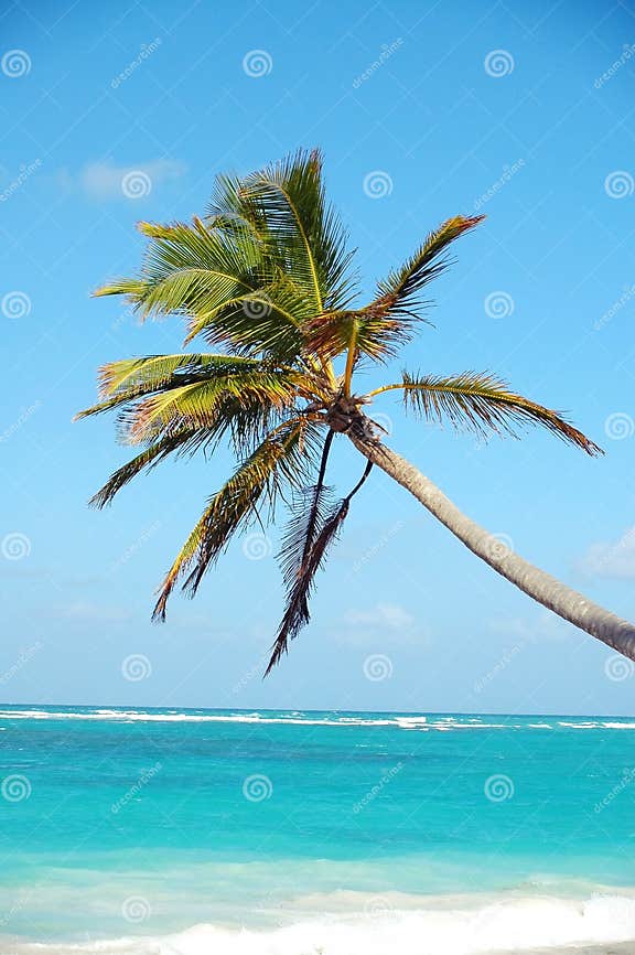 Palm tree stock image. Image of tree, blue, palm, ocean - 9894075