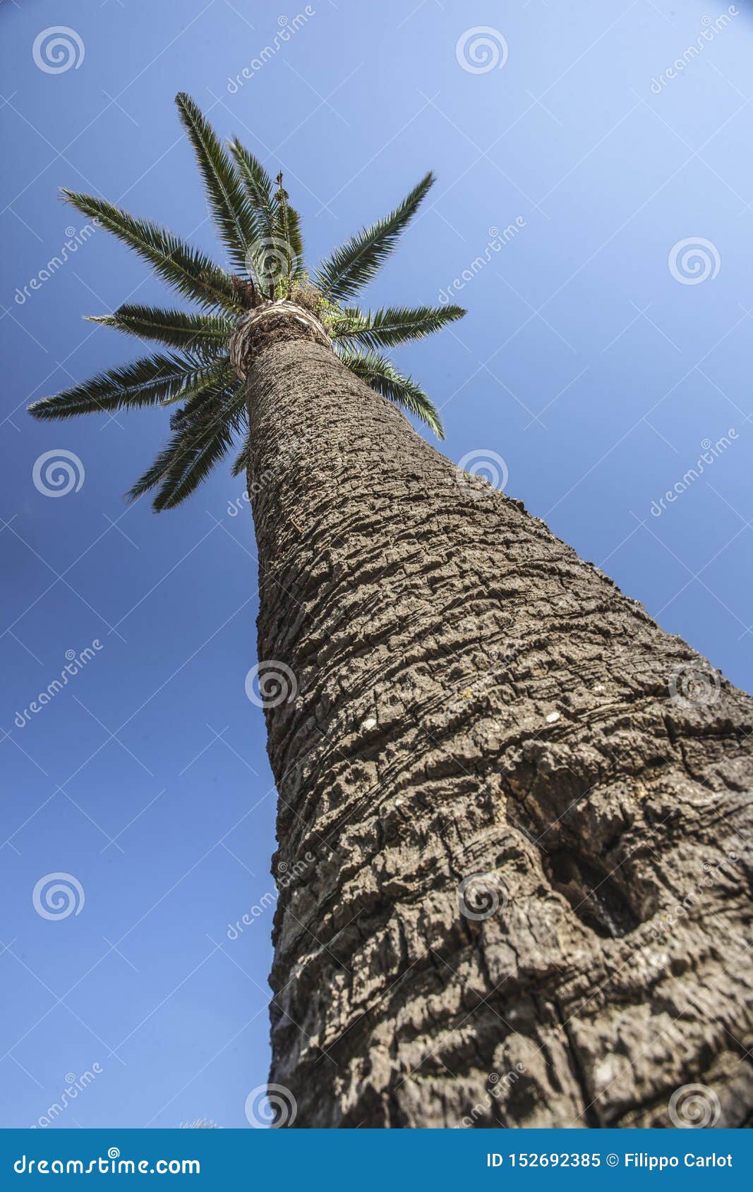 Palm tree from above 2 stock image. Image of panorama - 152692385