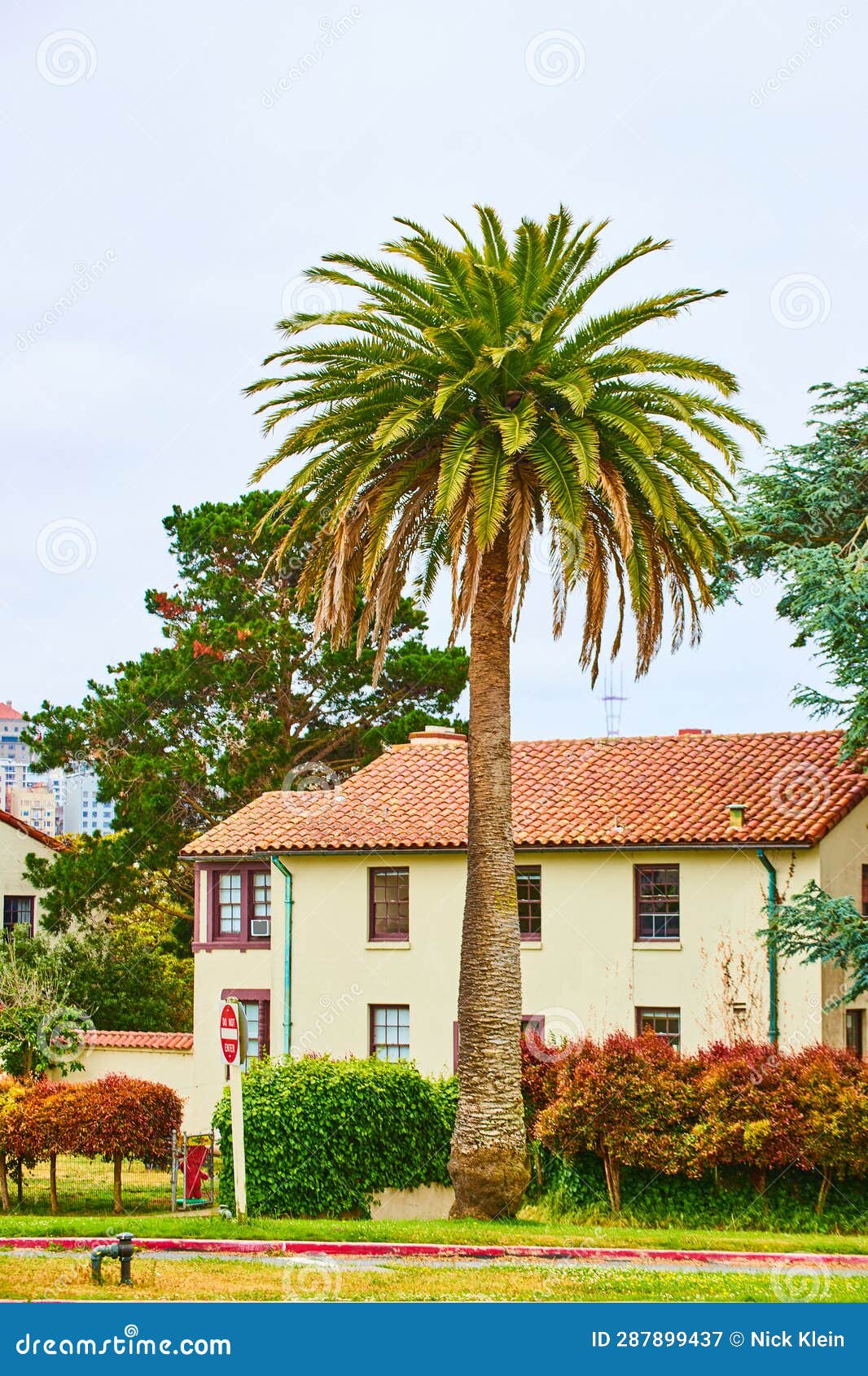 Palm Tree Across Road with Building Behind it Stock Image - Image of ...