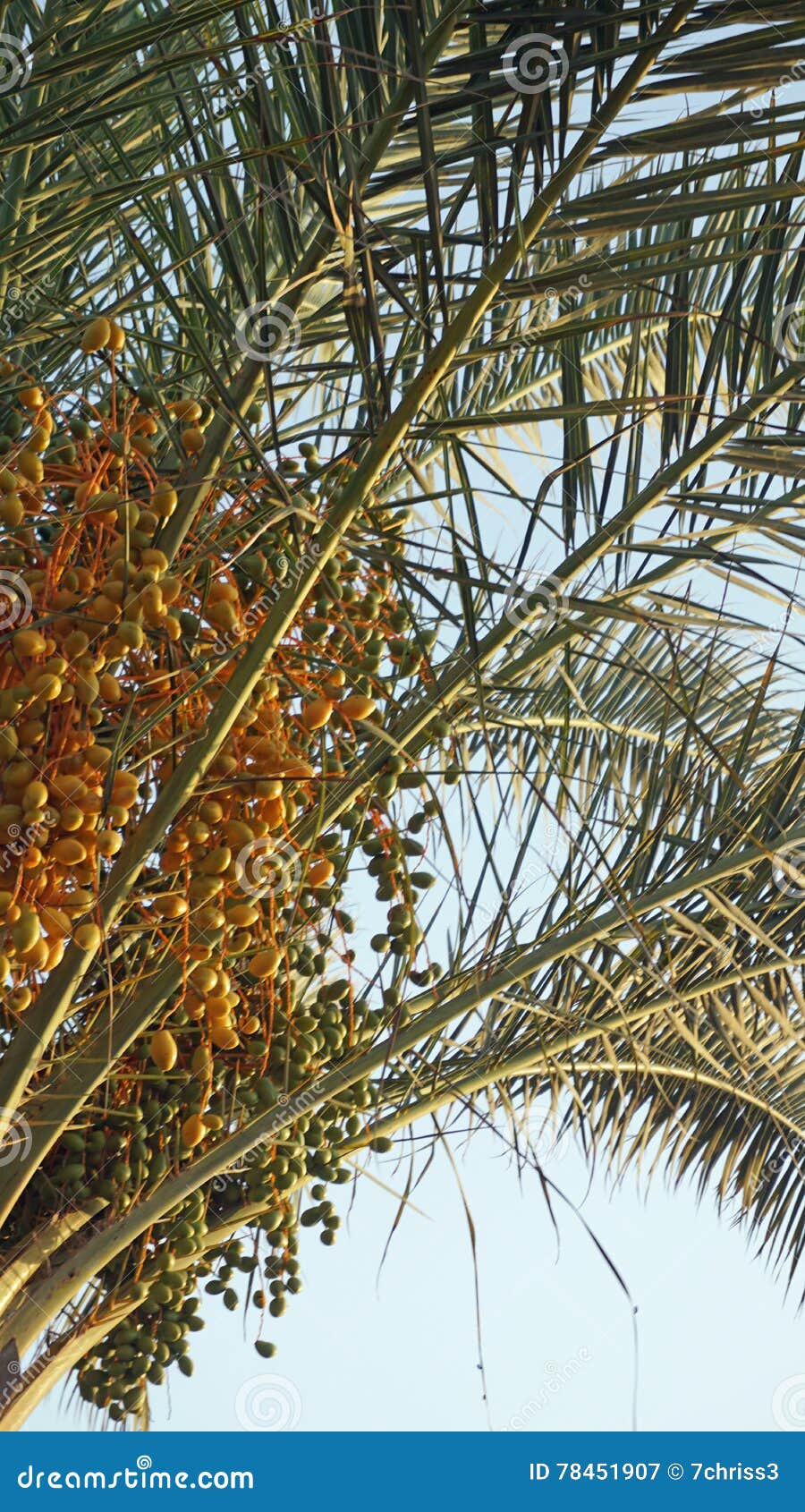 Palm tree stock image. Image of clouds, africa, travel - 78451907