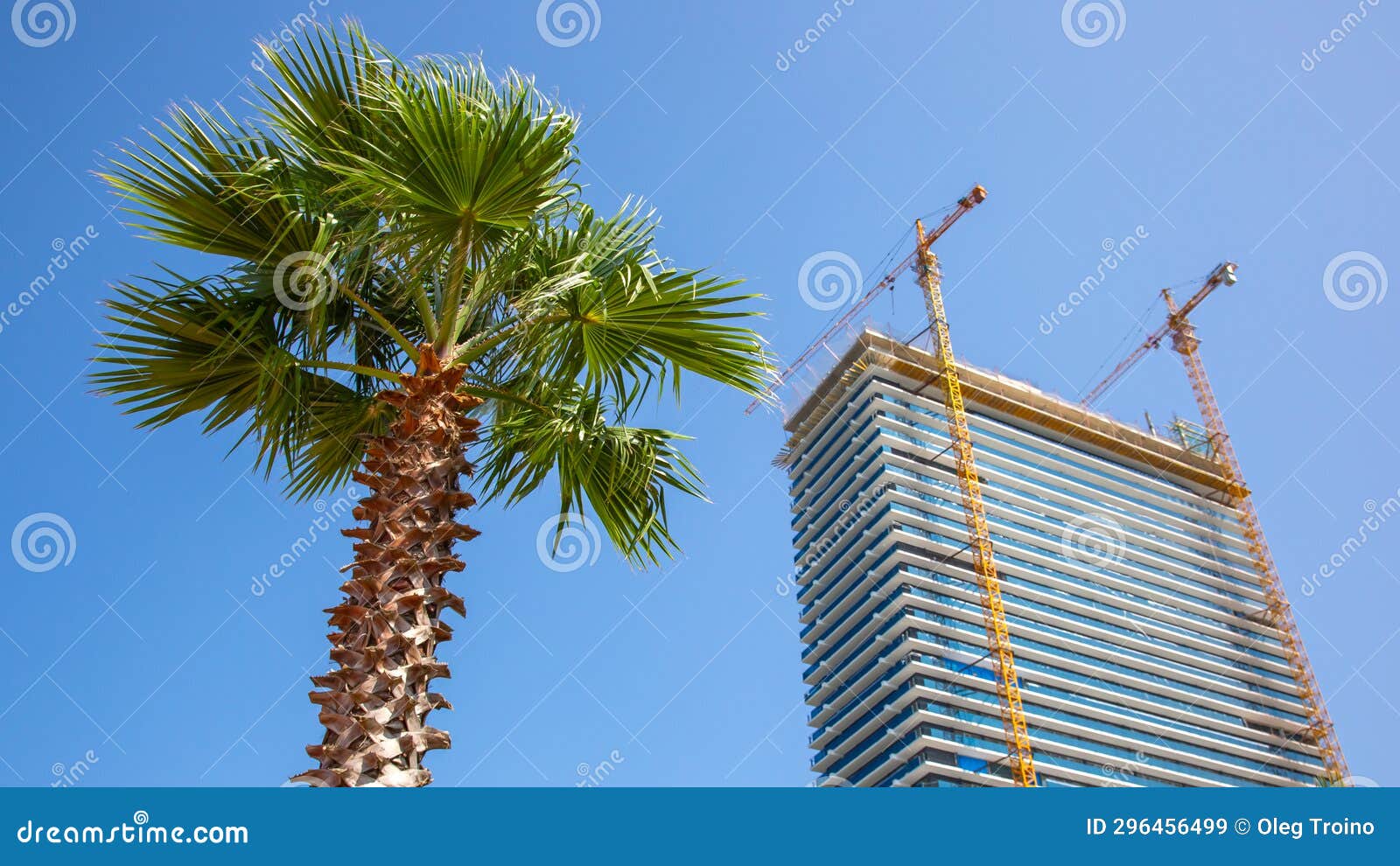Palm Tree Against the Background of the Construction of a Multi-story ...