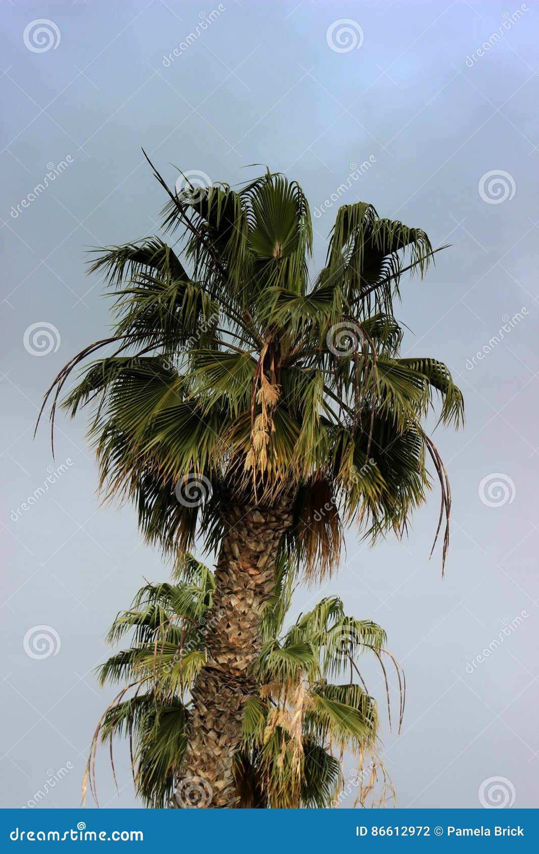 Palm Tree Against a Blue and Grey Sky Stock Photo - Image of trees ...
