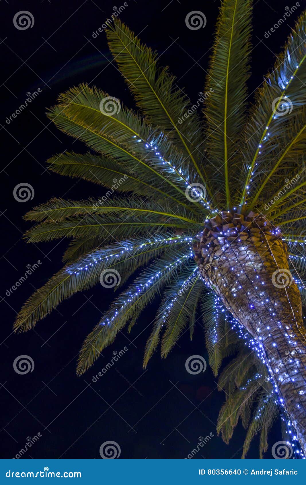 Palm Tree Against Dark Night Sky, Illuminated Lights Stock Photo ...
