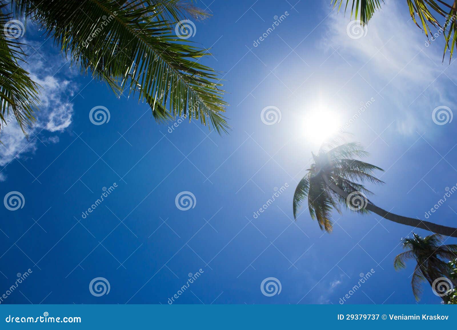 Palm tree against sun stock image. Image of sunlight - 29379737