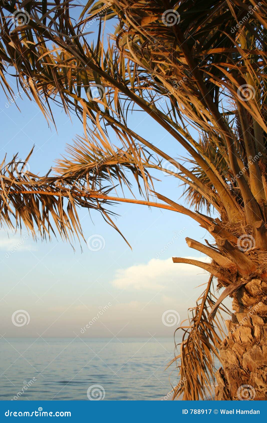 Palm tree by arabian sea stock image. Image of food, corner - 788917