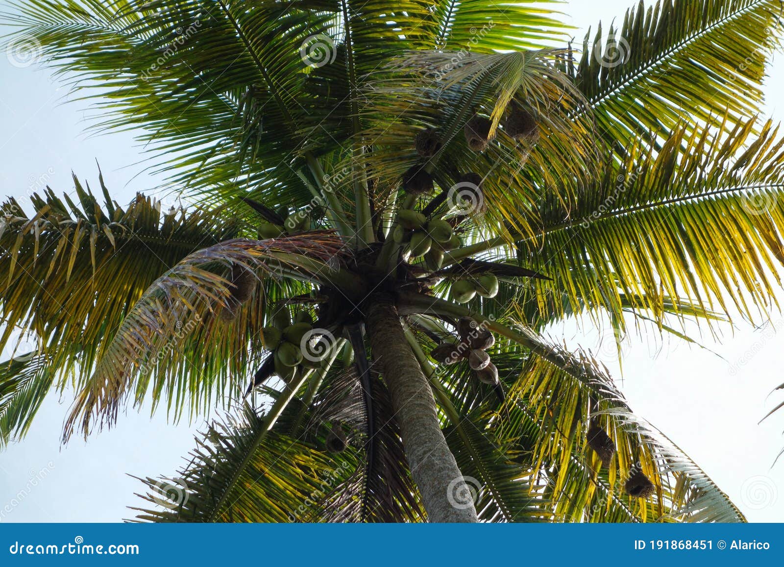 Palm tree (areaceae stock image. Image of natural, leaves - 191868451