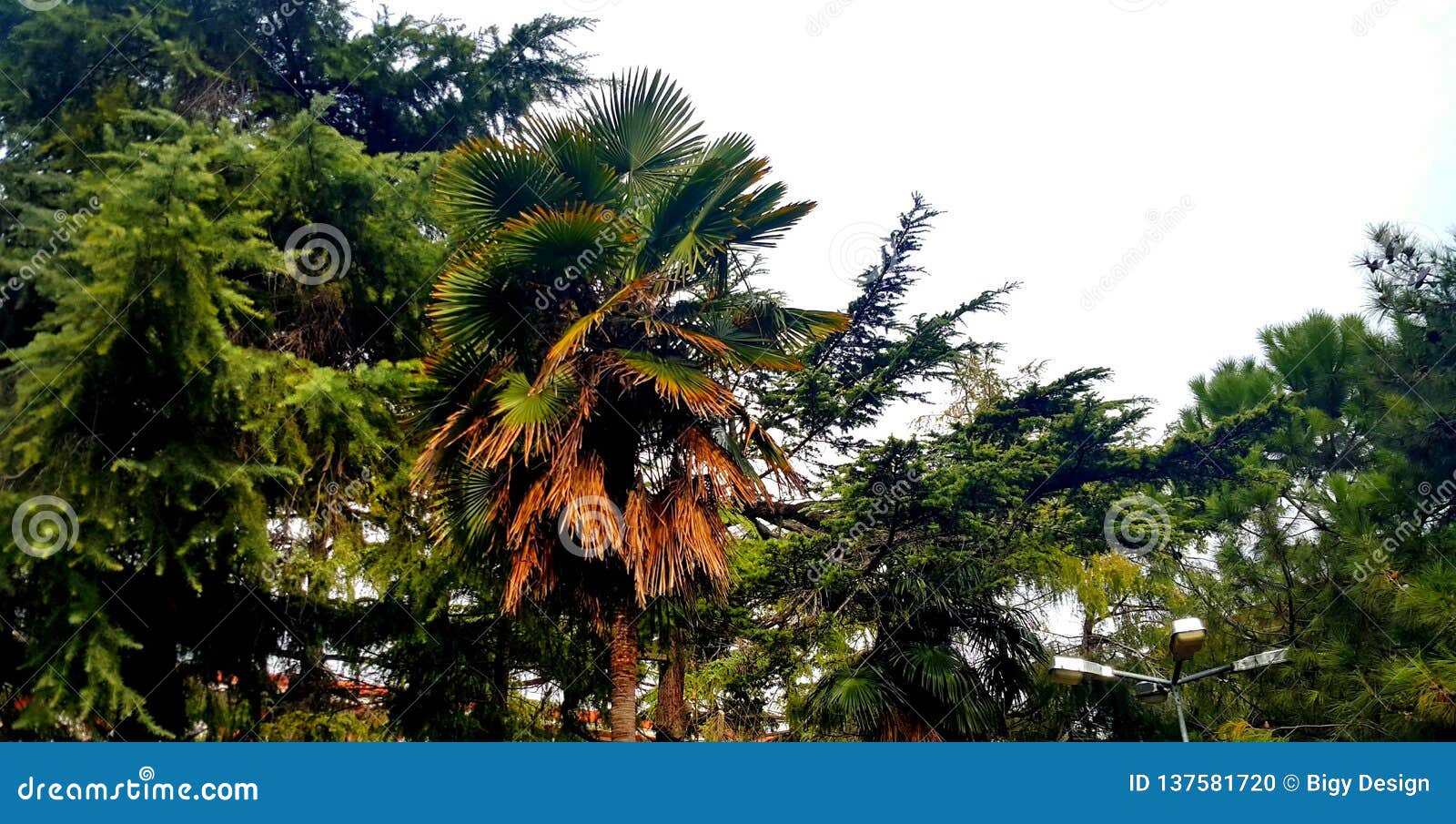 Palm tree in autumn stock photo. Image of tree, landscape - 137581720