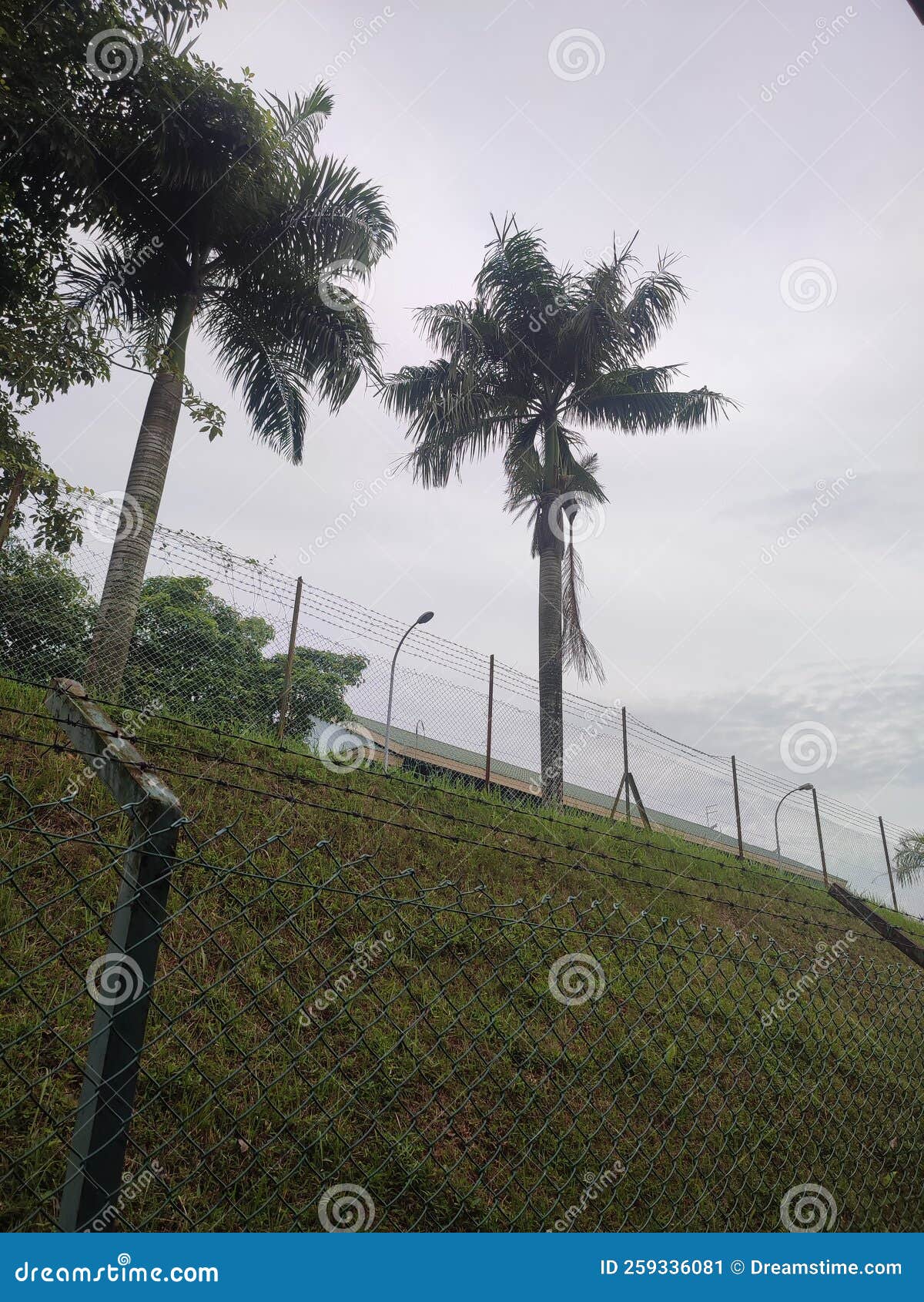 Palm Tree in Back Yard Garden Peace Stock Image - Image of back, palm ...