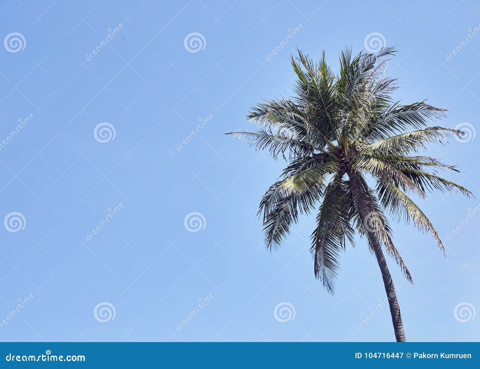 Palm Tree Background Blue Clear Sky Stock Image - Image of blurry ...
