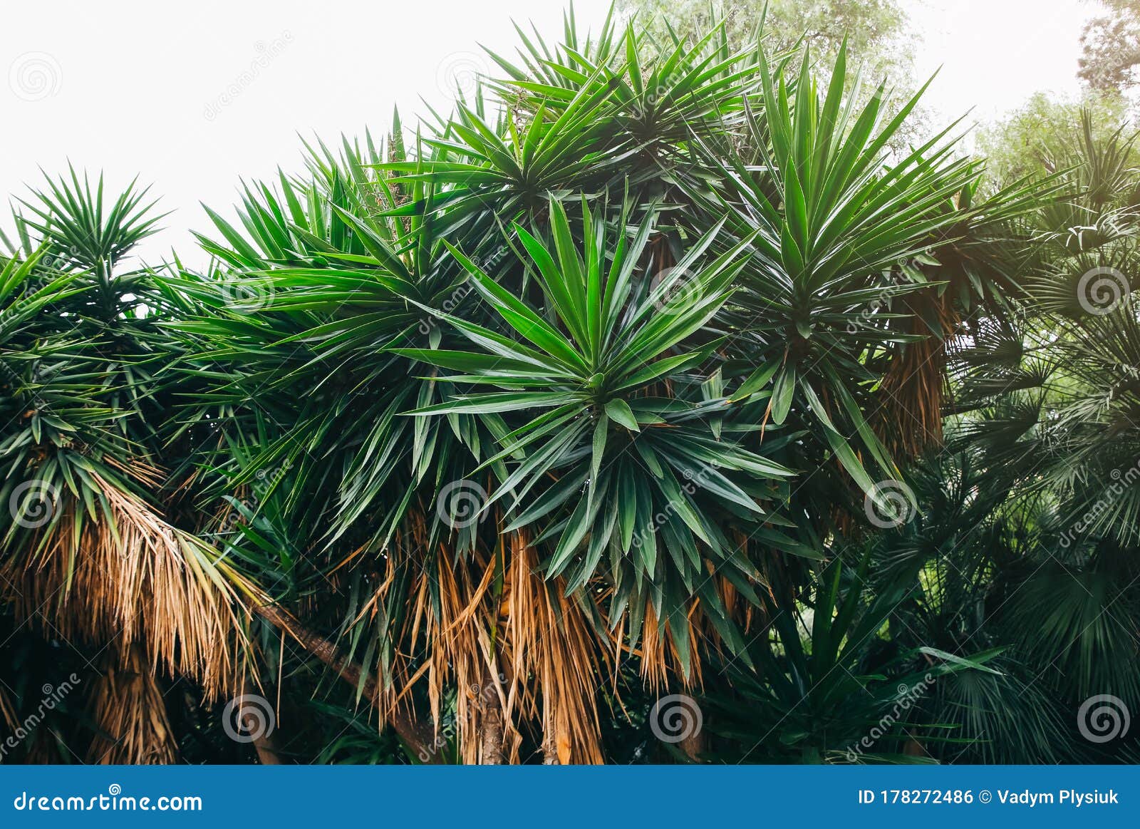 Palm Tree Background. Green Southern Plants Stock Photo - Image of ...