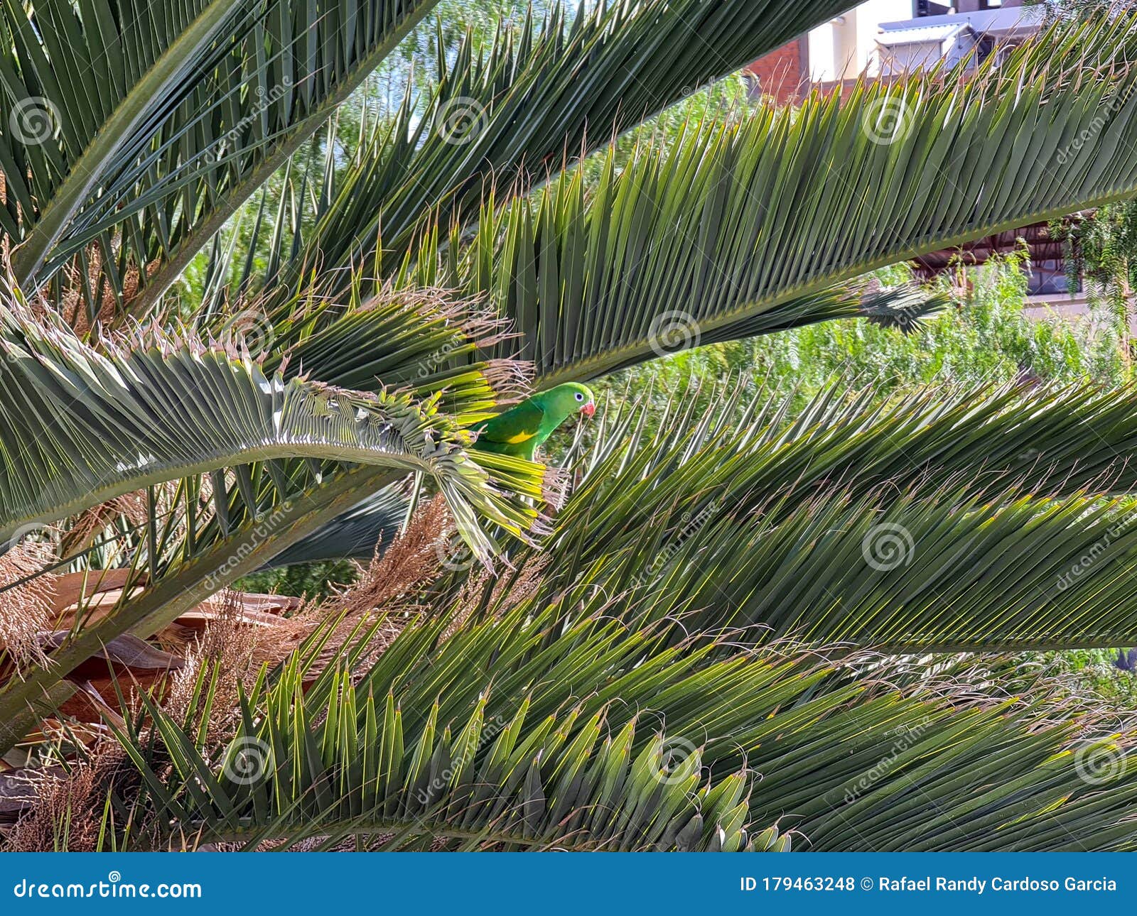 Palm Tree Background with a Little Parrot Stock Photo - Image of trees ...