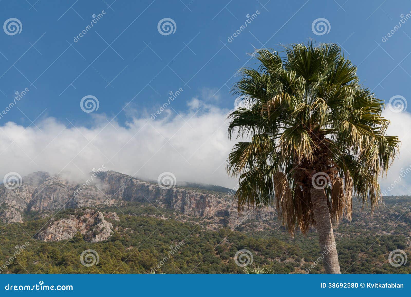 Palm Tree on a Background of Mountains Stock Photo - Image of mountains ...