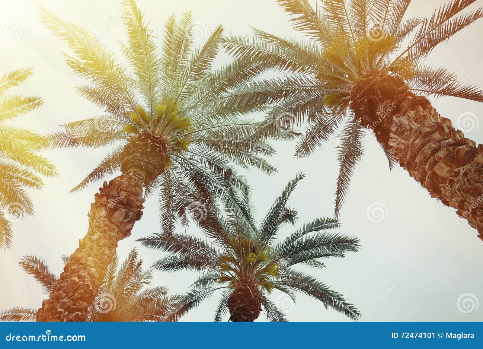 Palm Tree Background with Retro Filter Effect Stock Image - Image of ...