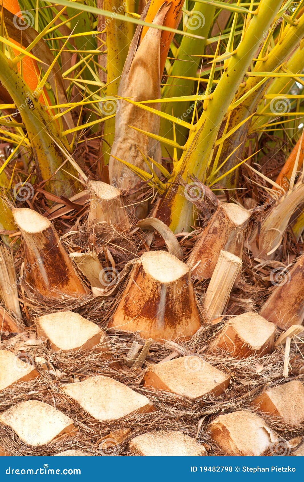 Palm Tree Background Texture Pattern Stock Photo - Image of frame ...