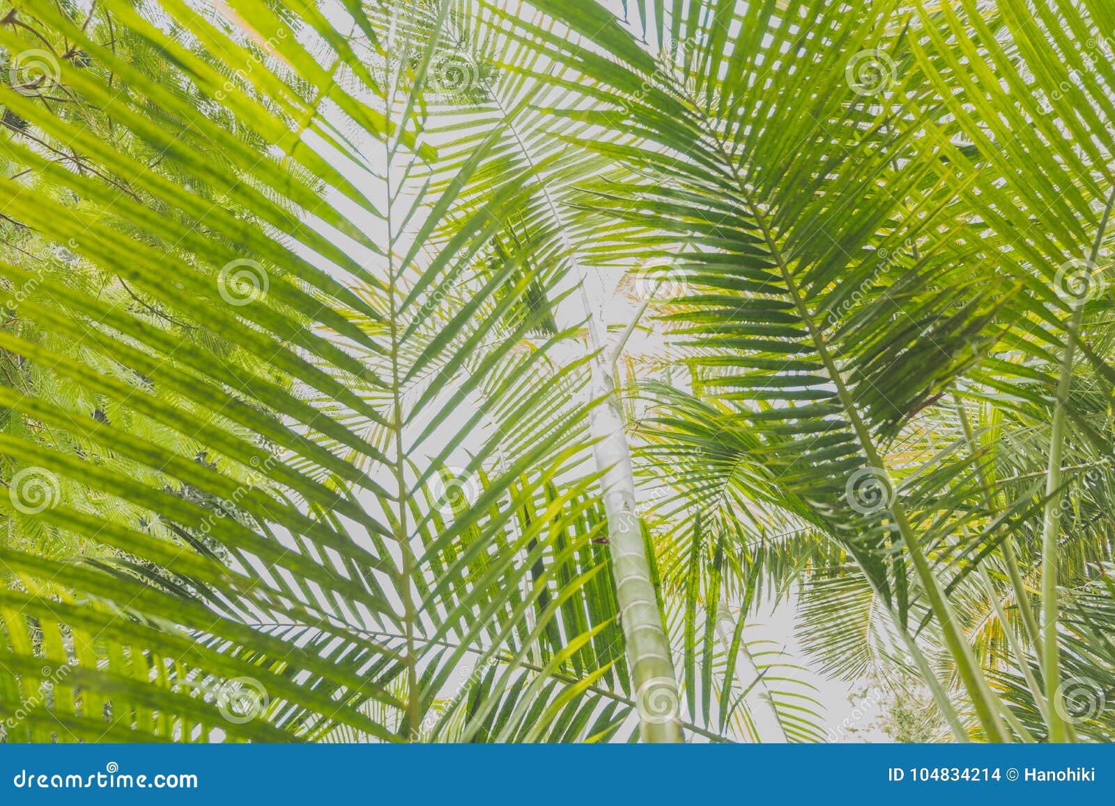 Palm Tree Background, Tropical Pattern on White Stock Photo - Image of ...
