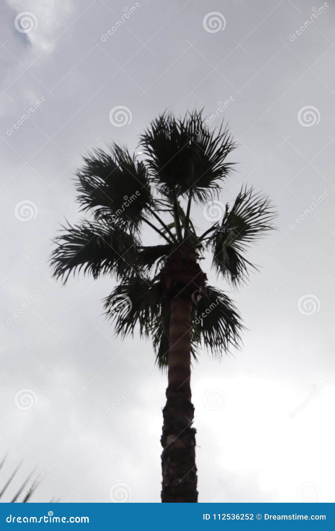 Palm Tree in Backlight with Cloudy Sky Stock Photo - Image of palm ...