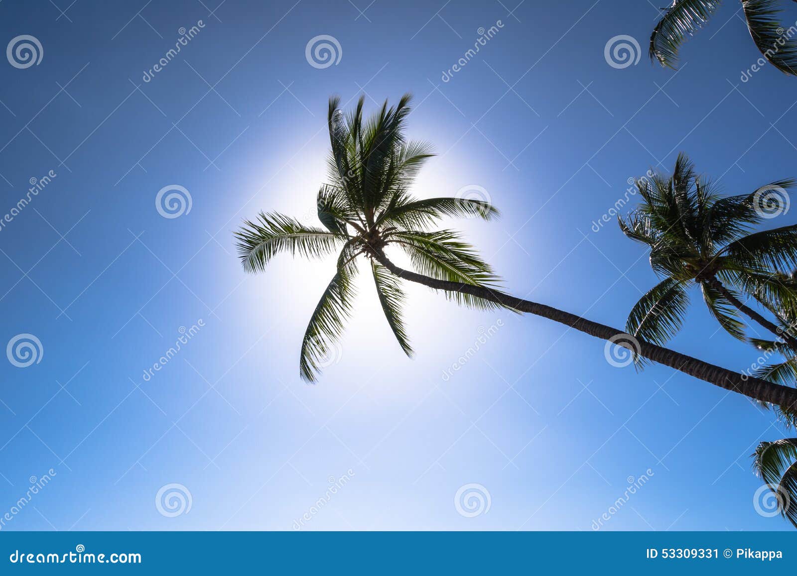 Palm Tree in Backlight, Hawaii Stock Image - Image of tree, maui: 53309331