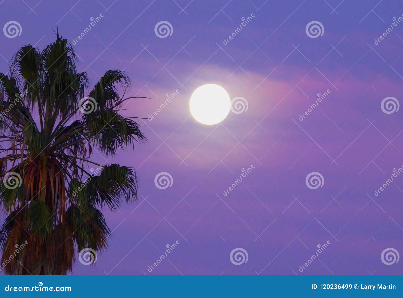 Palm tree backlit by moon stock image. Image of craw - 120236499