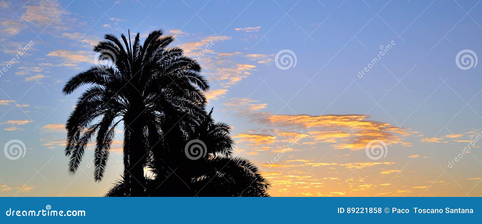 Palm Tree Backlit at Sunrise Stock Photo - Image of botanical, sunrise ...