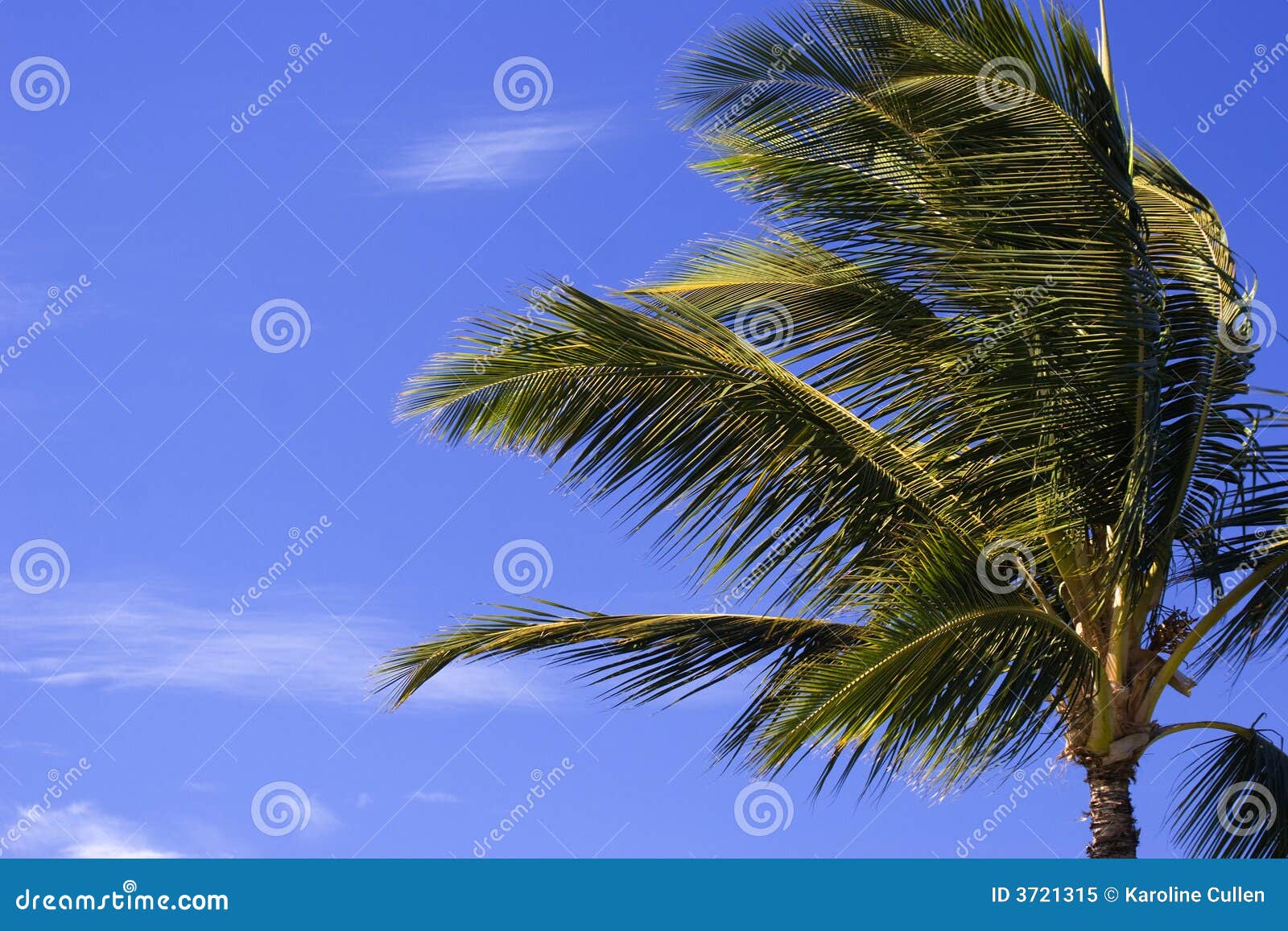 Palm Tree in Balmy Breeze stock image. Image of clouds - 3721315