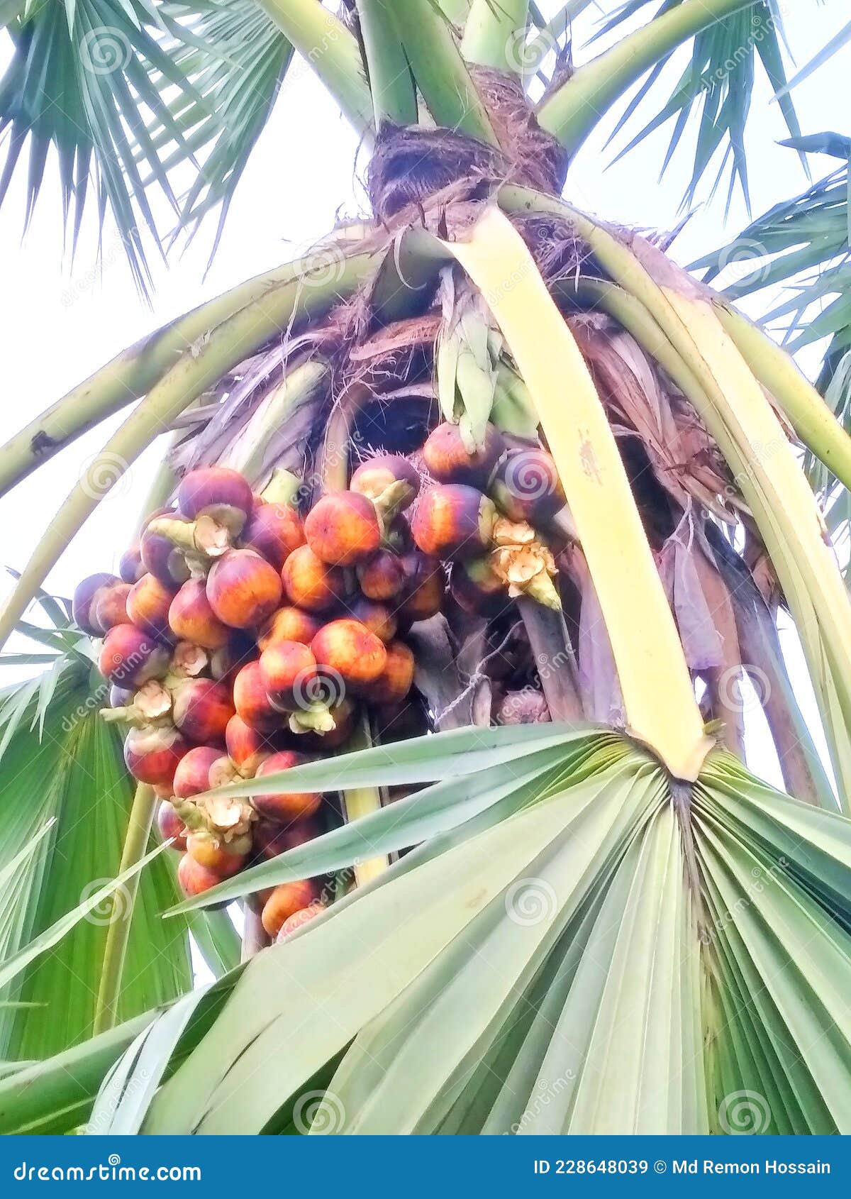 Palm tree in Bangladesh stock image. Image of plant - 228648039