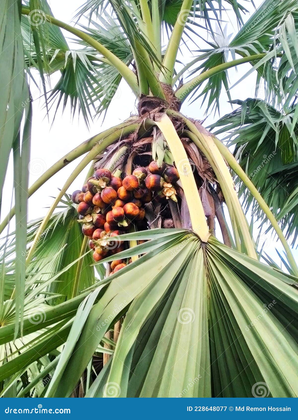 Palm tree in Bangladesh stock image. Image of resort - 228648077