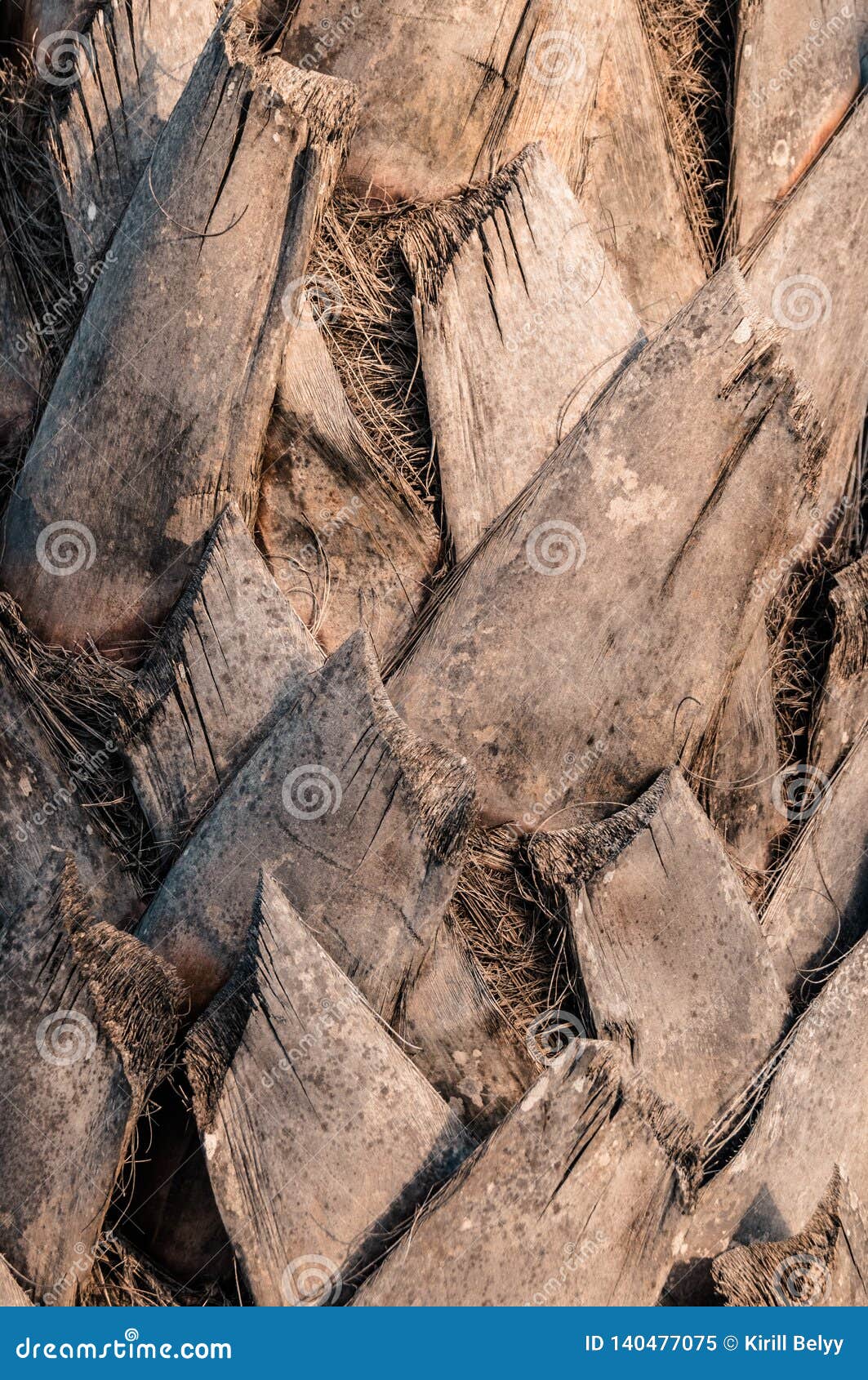 Palm tree bark stock image. Image of abstract, garden - 140477075