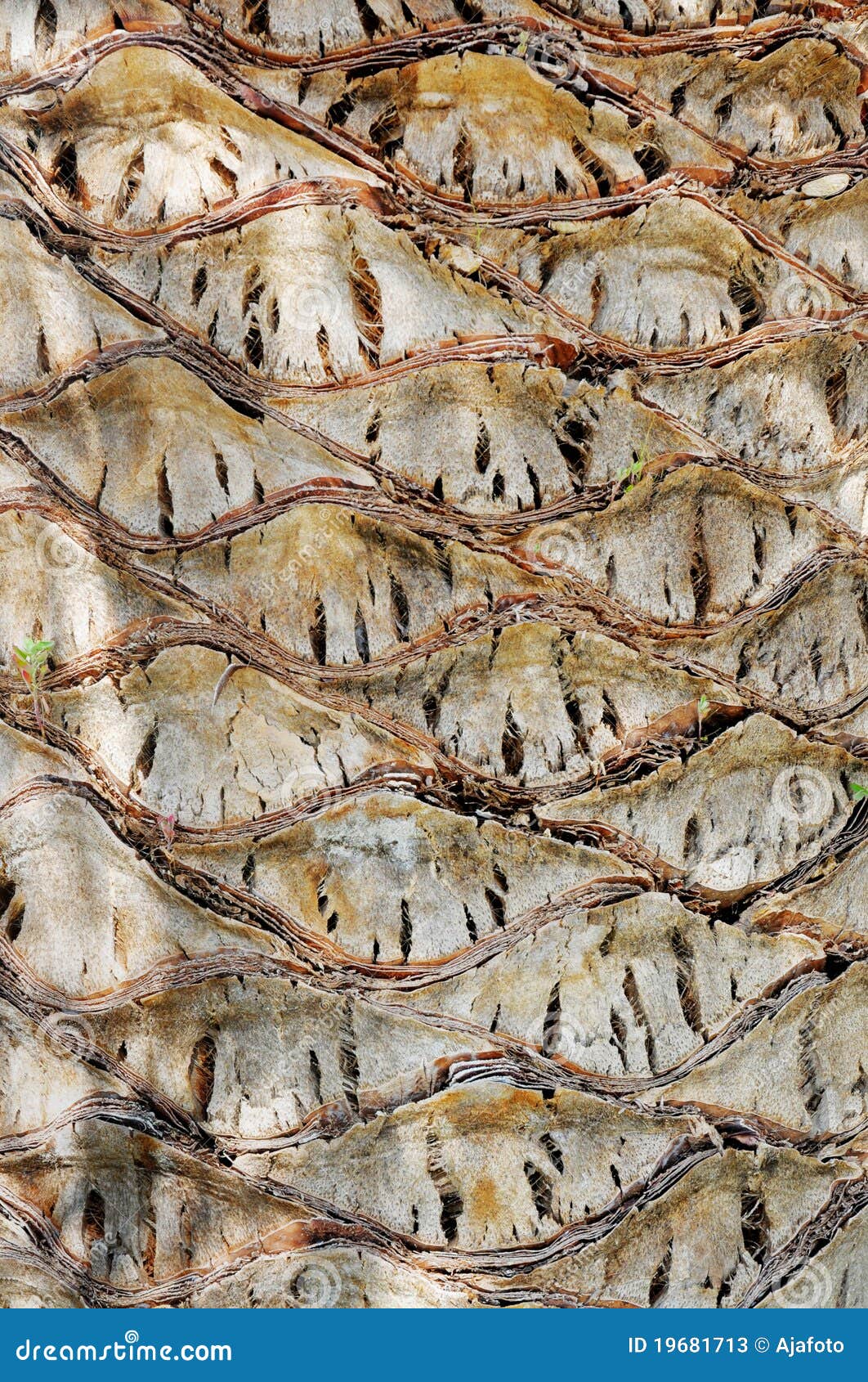 Palm tree bark stock image. Image of structure, tree - 19681713