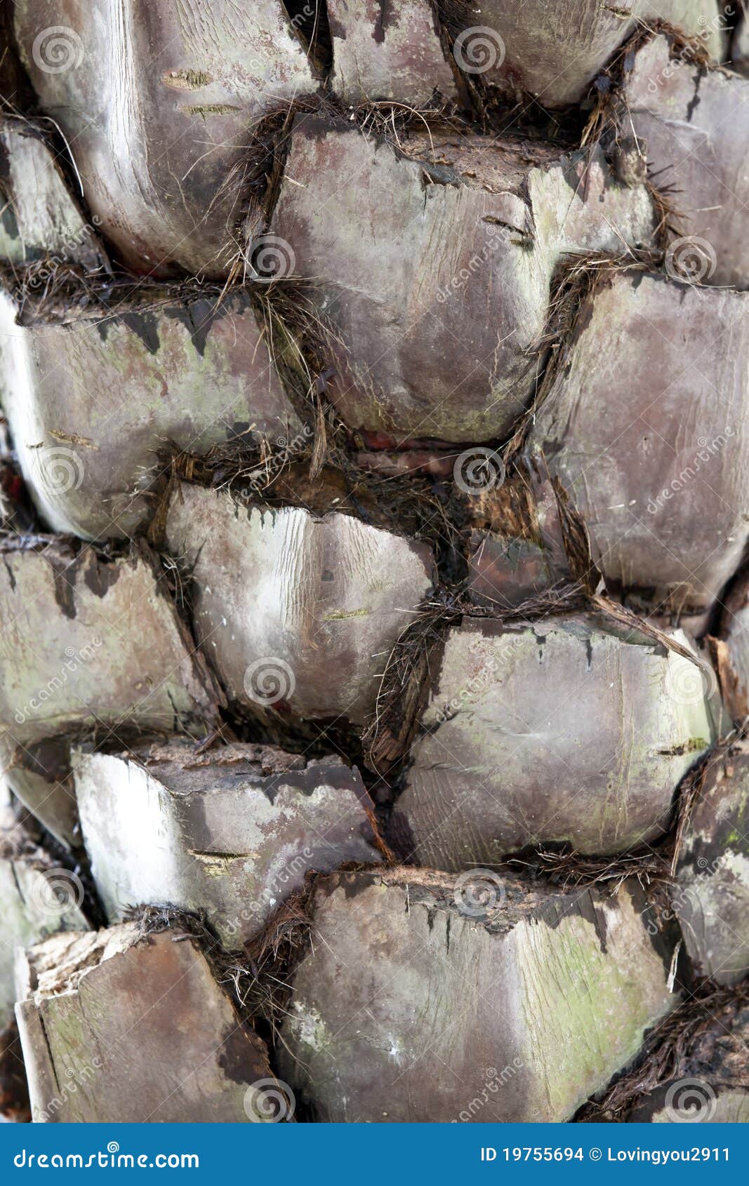 Palm Tree Bark stock photo. Image of tree, close, background - 19755694